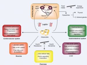 What is functions of leptin and how to regulate it? – NutritionUstad